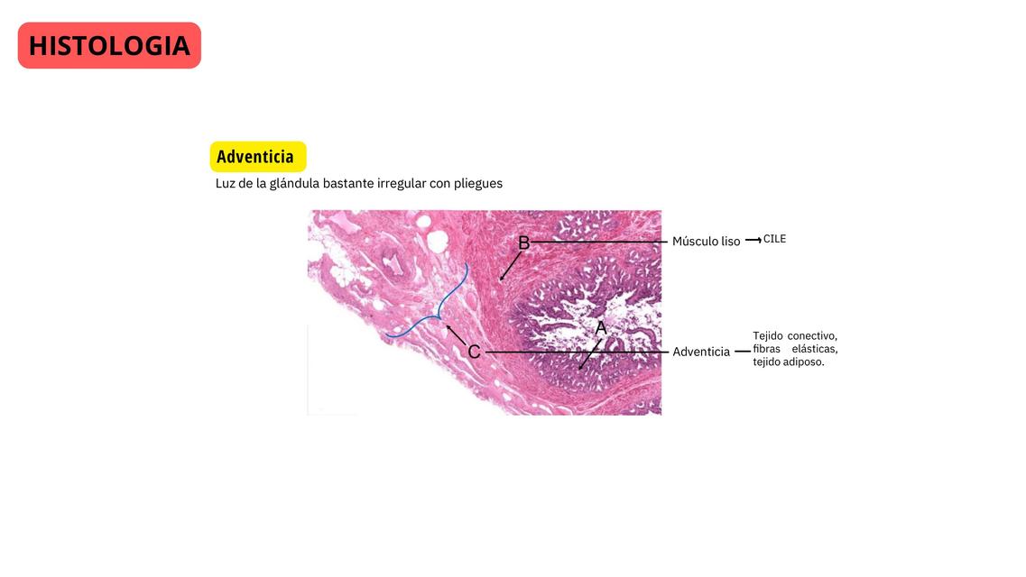 Adventicia | MARYURI LISBETH | uDocz