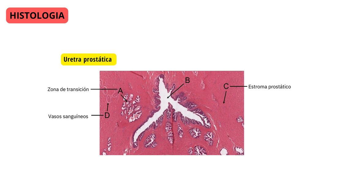 Histología De La Uretra Prostática
