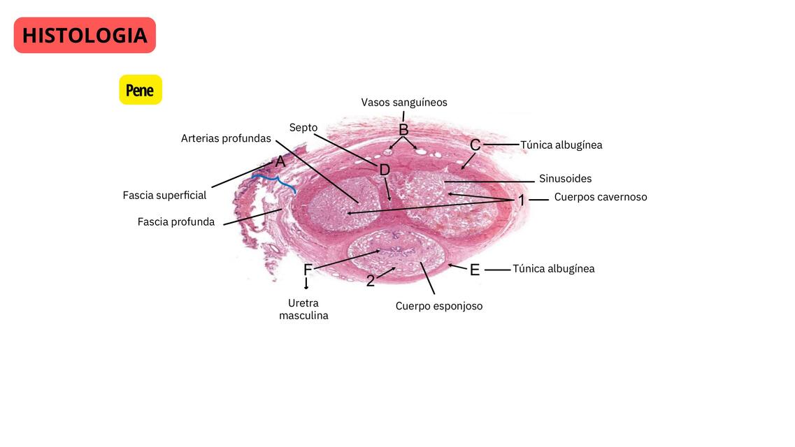 Histología Del Pene Maryuri Lisbeth Udocz