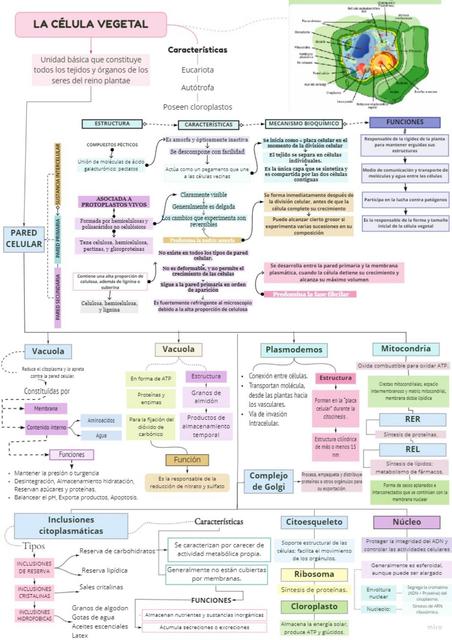 Célula Vegetal | Isabel Cordova | uDocz