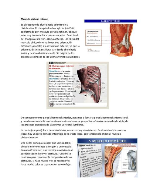 Anatomía clase 2 | MEDilove | uDocz