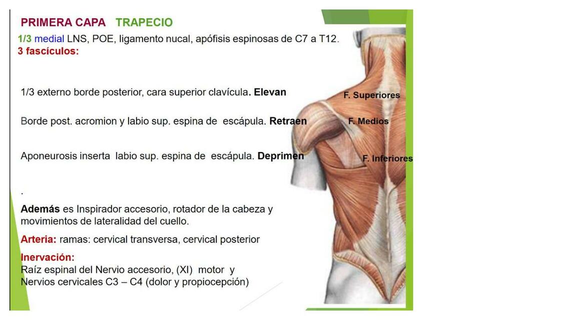 Origen E Inserción Del Músculo Trapecio