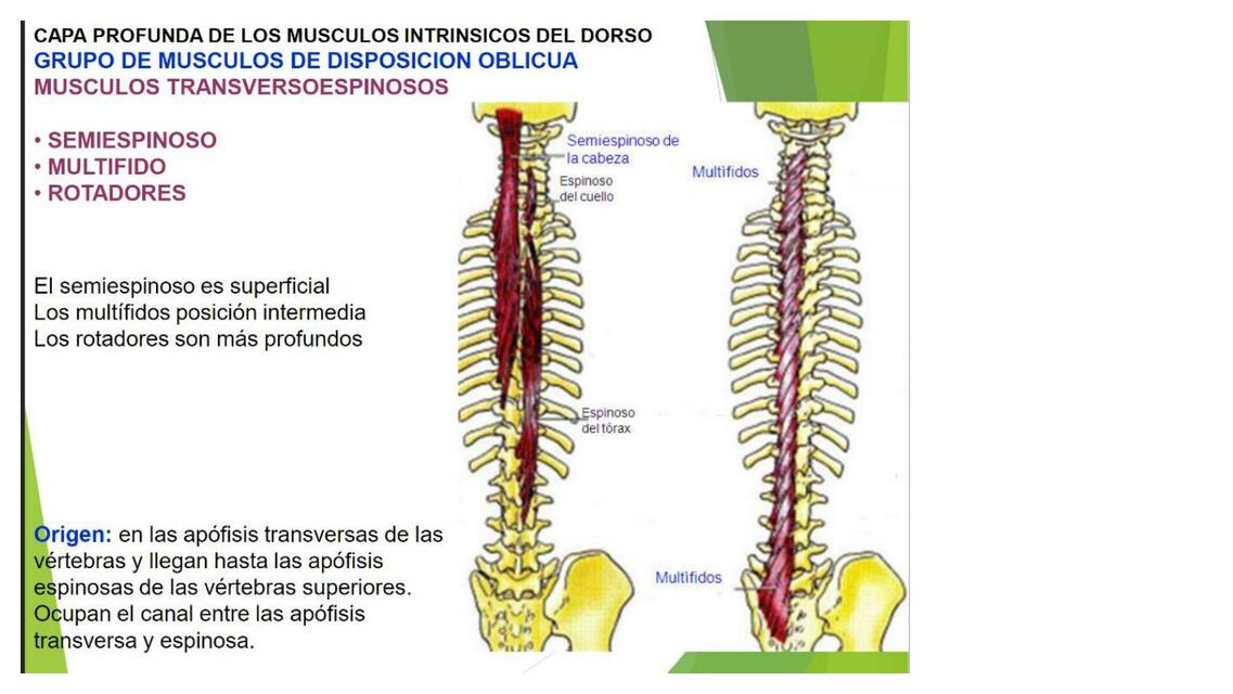 Resúmenes de Músculo espinoso | Descarga apuntes de Músculo espinoso