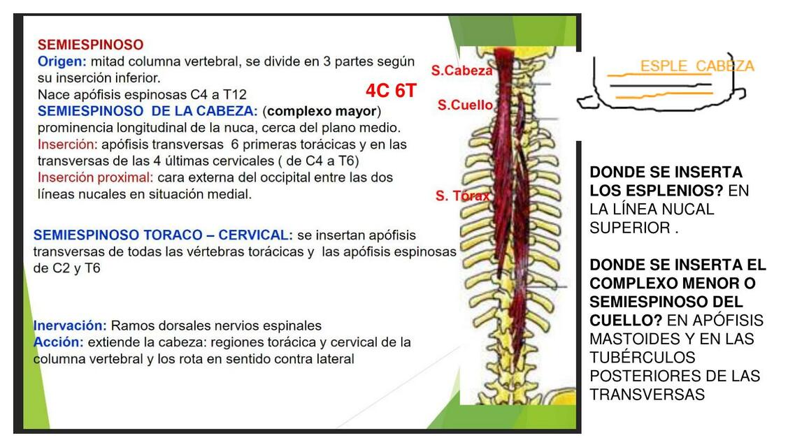 Resúmenes de Músculo espinoso | Descarga apuntes de Músculo espinoso