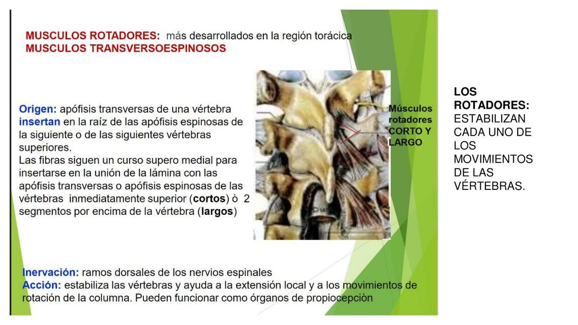 Músculos rotadores | Bosque | uDocz
