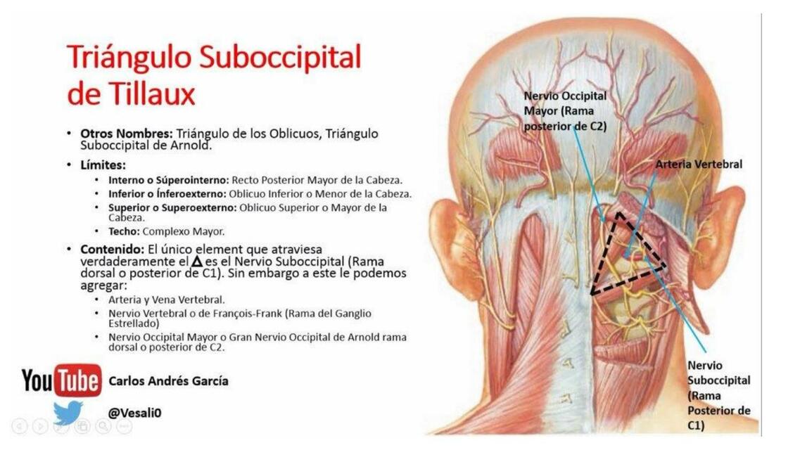 Anatomía 39