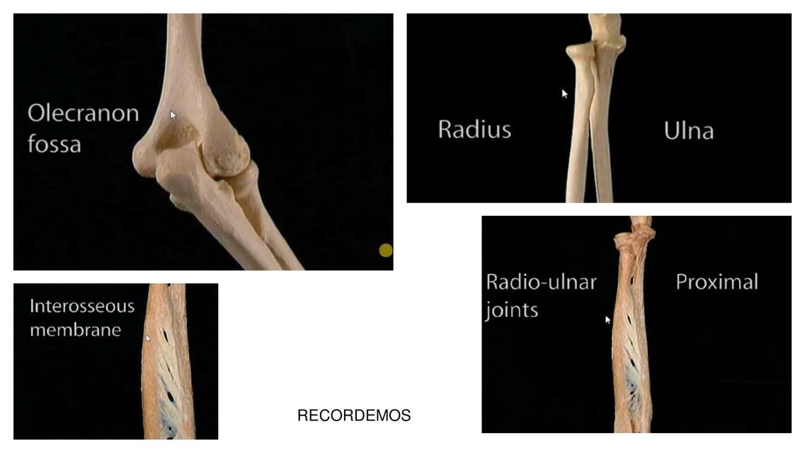 Articulaciones-Anatomía 9 | Bosque | uDocz