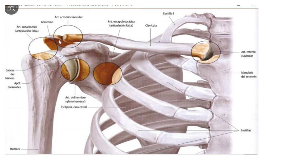 Articulaciones-Anatomía 7 | Bosque | uDocz
