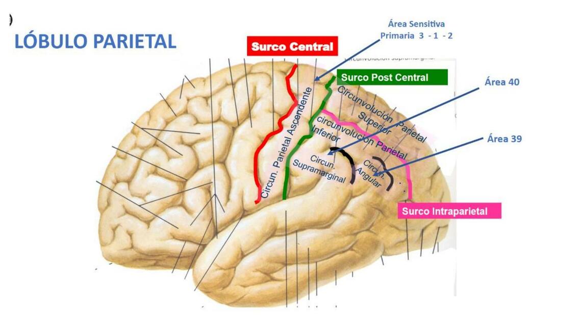 Anatomía Del Lóbulo Parietal