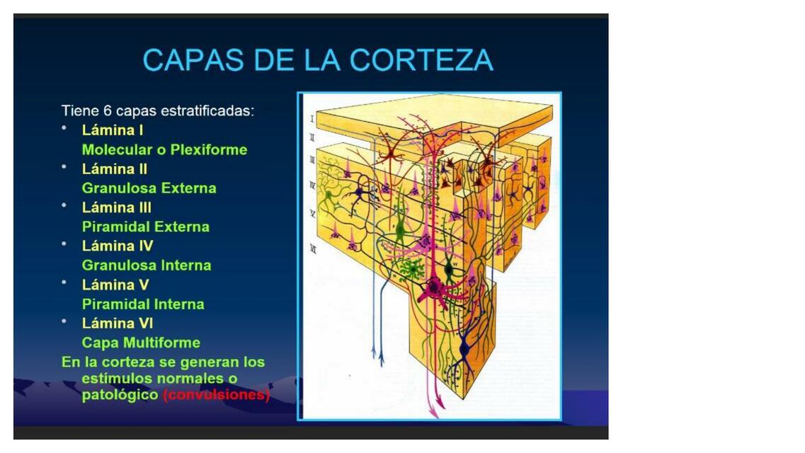 Capas de la corteza | Bosque | uDocz