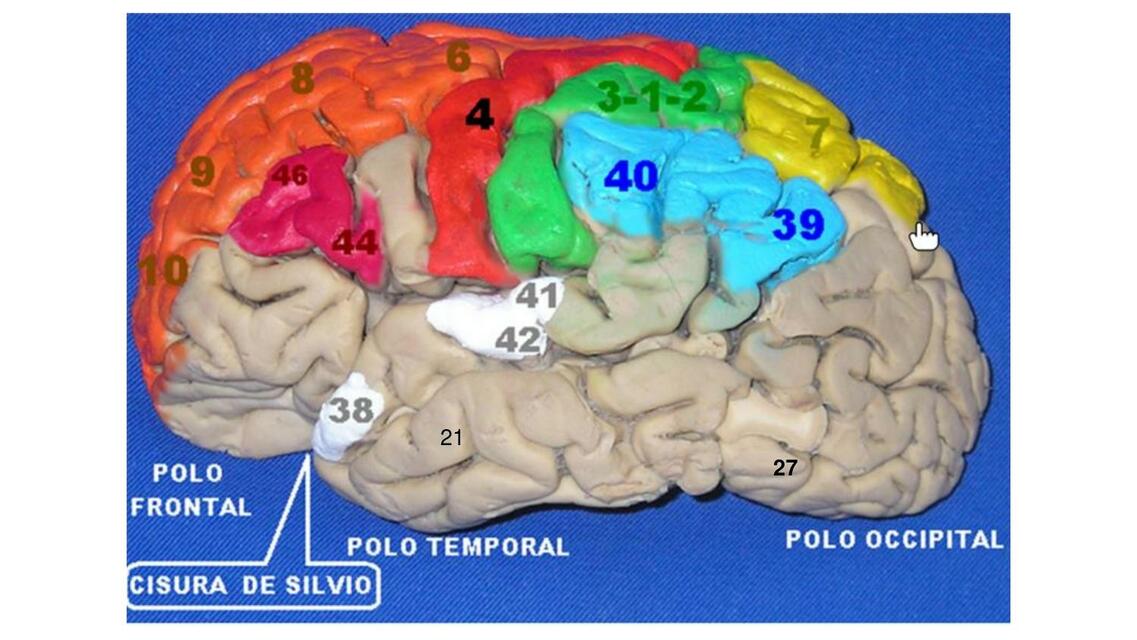 Anatomía del Cerebro | Bosque | uDocz