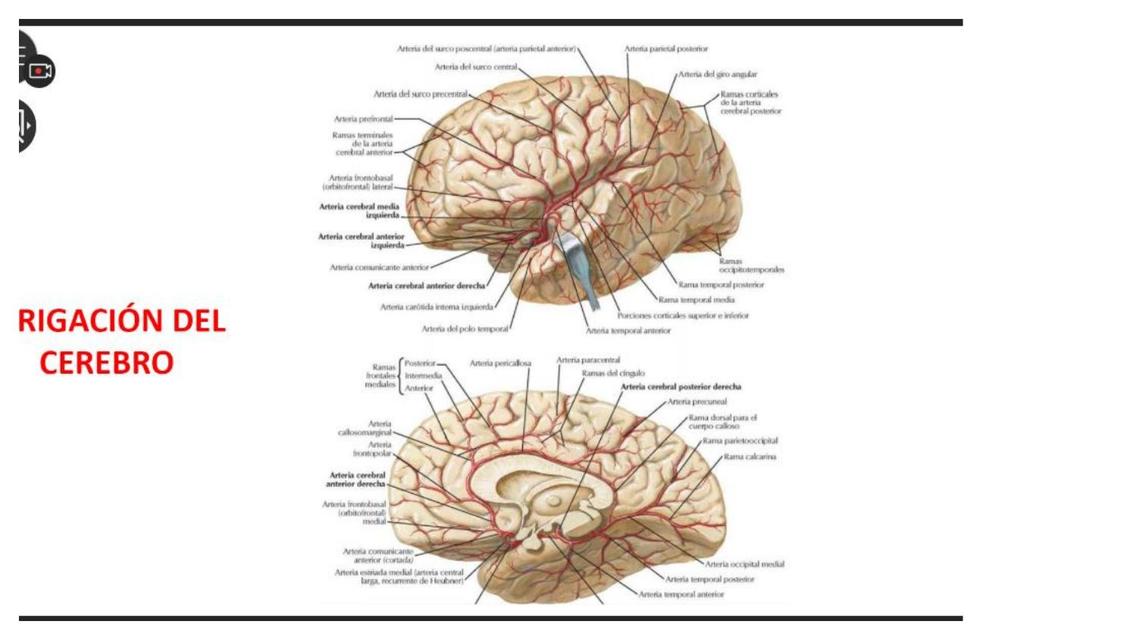 Resúmenes de Irrigación del cerebro | Descarga apuntes de Irrigación ...