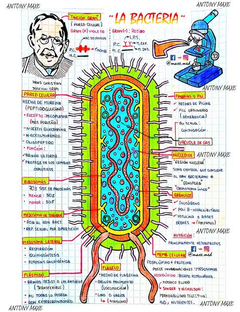 LA BACTERIA RESUMEN COMPLETO | maxe. med | uDocz