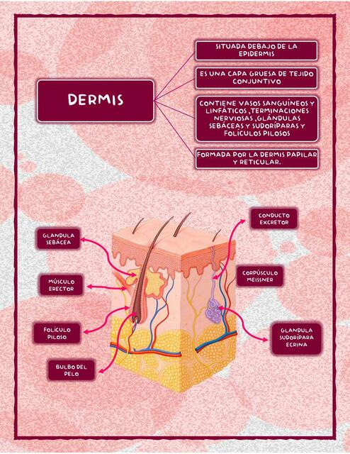 La Dermis e Hipodermis | MykeEduca | uDocz
