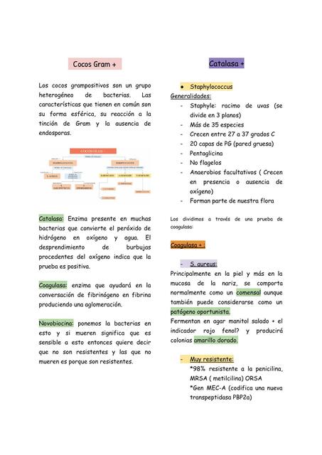 Cocos Gram | Abril Calderón Med | uDocz