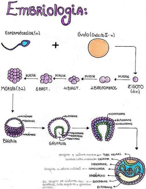 Embriologia | fraii | uDocz