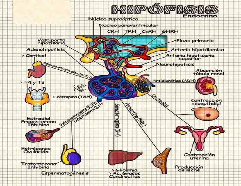 Hipofisis endocrino | fraii | uDocz
