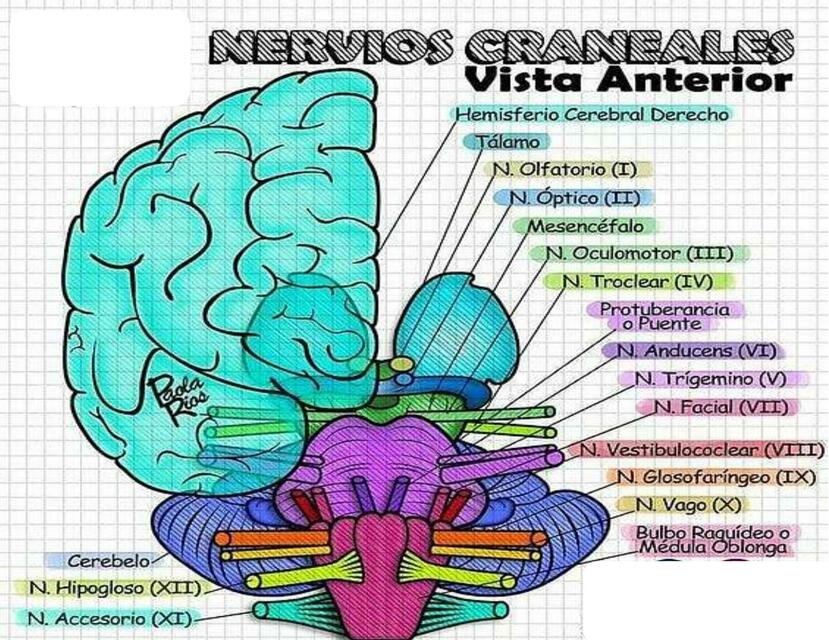 Nervios craneales | fraii | uDocz