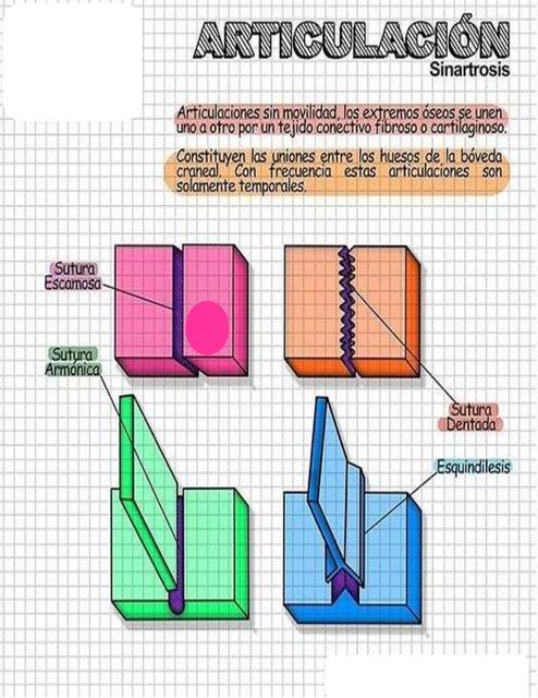 Articulación sinartrosis | fraii | uDocz