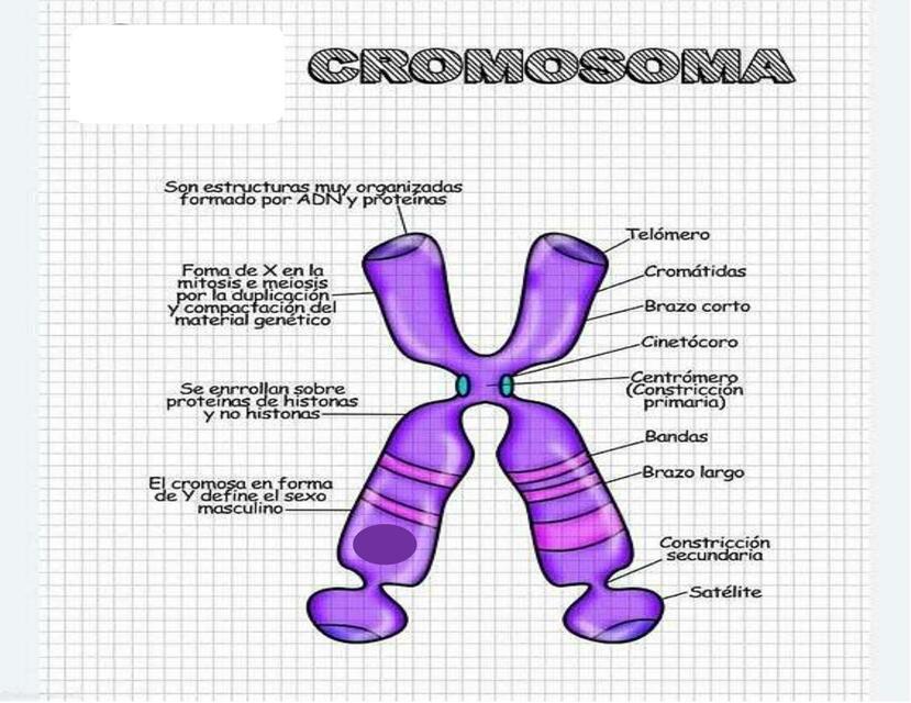 Cromosoma | fraii | uDocz
