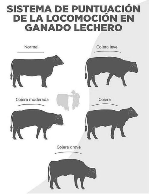 Locomoción en ganado lechero