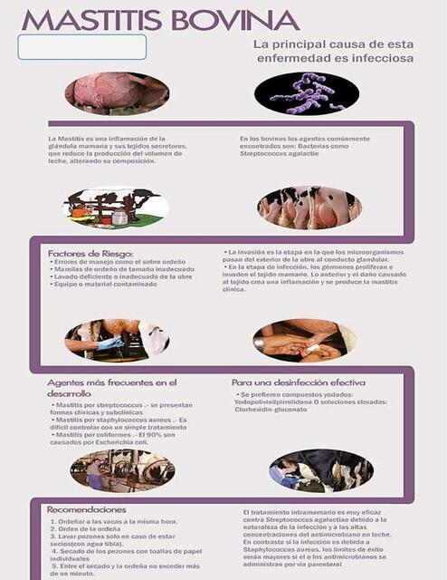 Mastitis bovina | fraii | uDocz