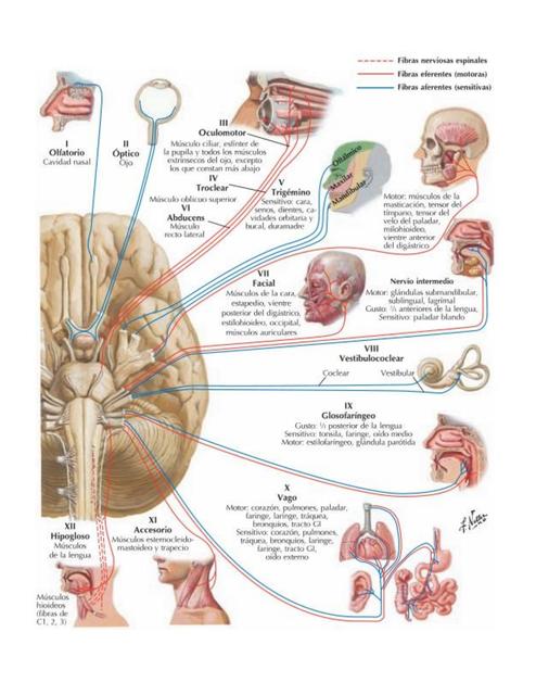 Nervios craneales motores y sensitivos | ESPM MEDICINA | uDocz