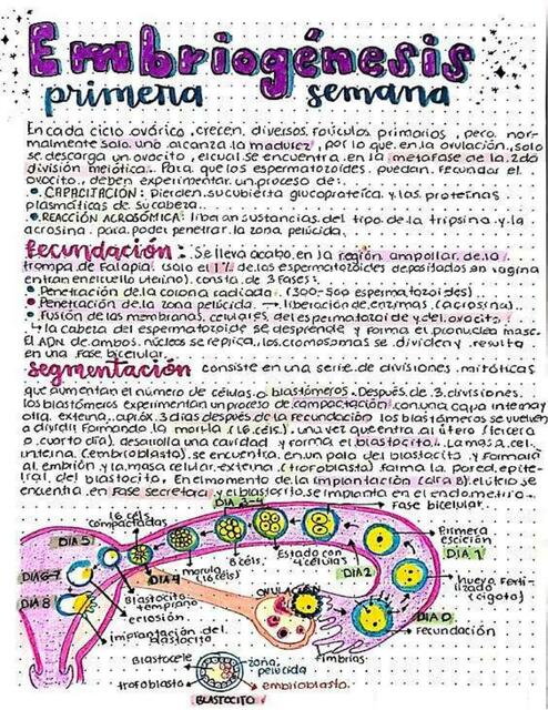 Embriogenesis | fraii | uDocz