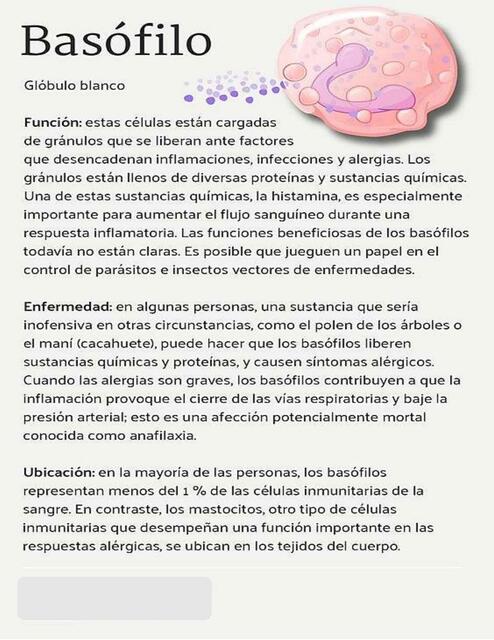 Resúmenes de Basófilo | Descarga apuntes de Basófilo