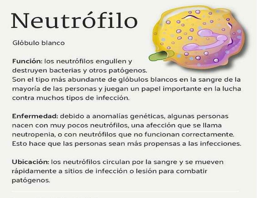 Neutrofilo | fraii | uDocz
