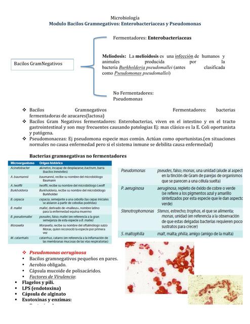 Microbiología | MEDilove | uDocz