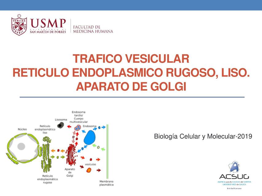 Tráfico Vesicular Retículo Endoplásmico Rugoso, Liso. Aparato de Golgi ...