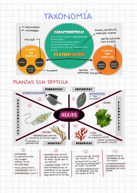 Resúmenes de Taxonomía de plantas cultivadas | Descarga apuntes de ...