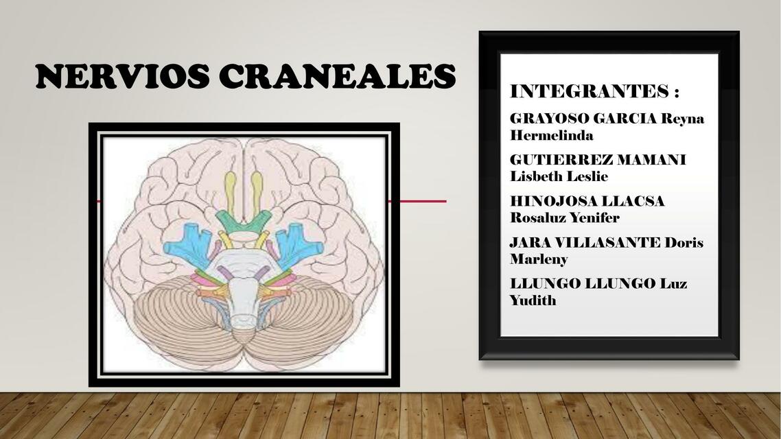 Nervios Craneales | Reyna Hermelinda Gayoso Garcia | uDocz