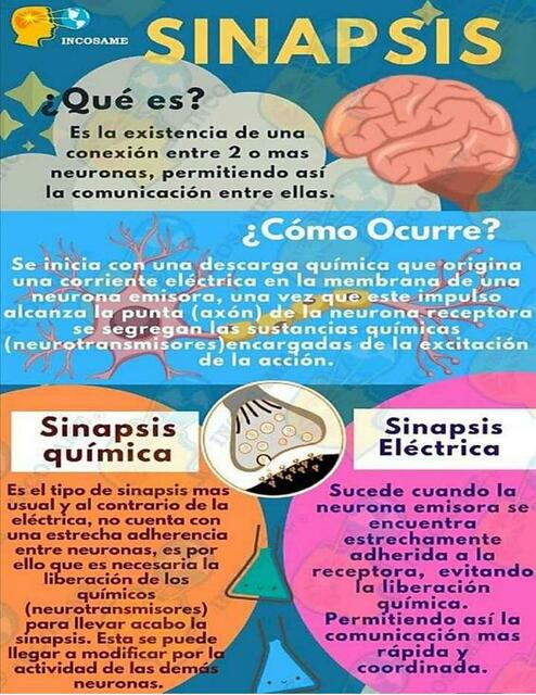 Sinapsis | fraii | uDocz