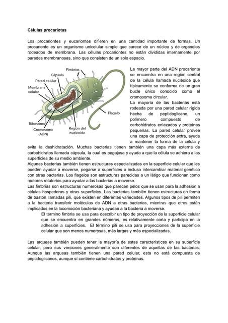 Células procariotas | Chemnotes by DM. | uDocz