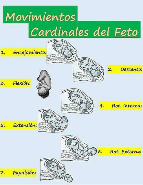 Movimientos Cardinales del Feto | fraii | uDocz