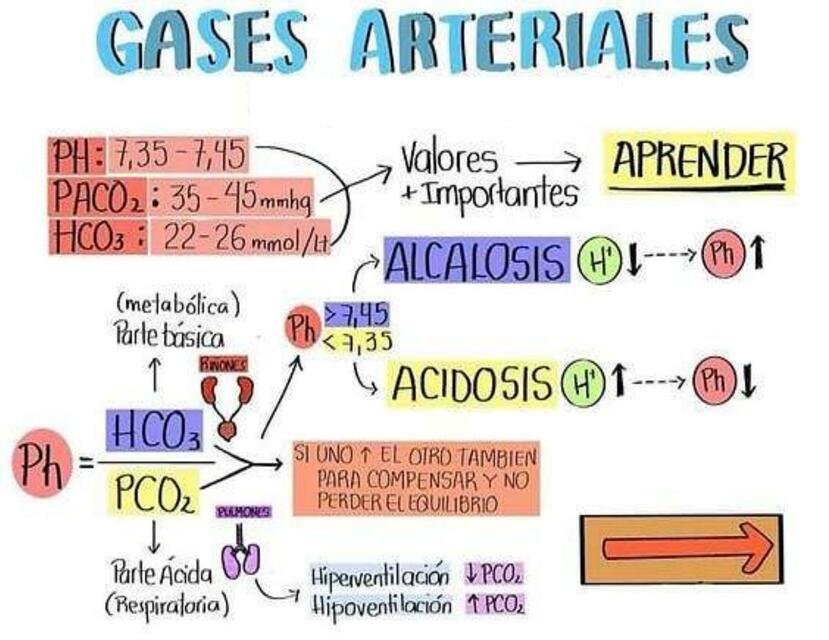 Gases Arteriales | fraii | uDocz