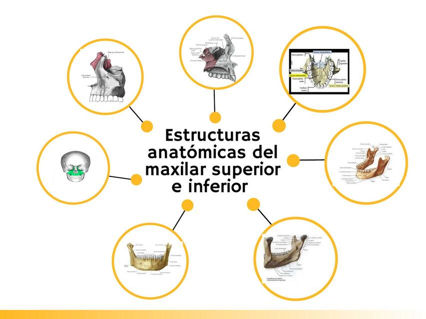 Estructuras Anatómicas del Maxilar Superior e Inferior | Flor Ortiz | uDocz