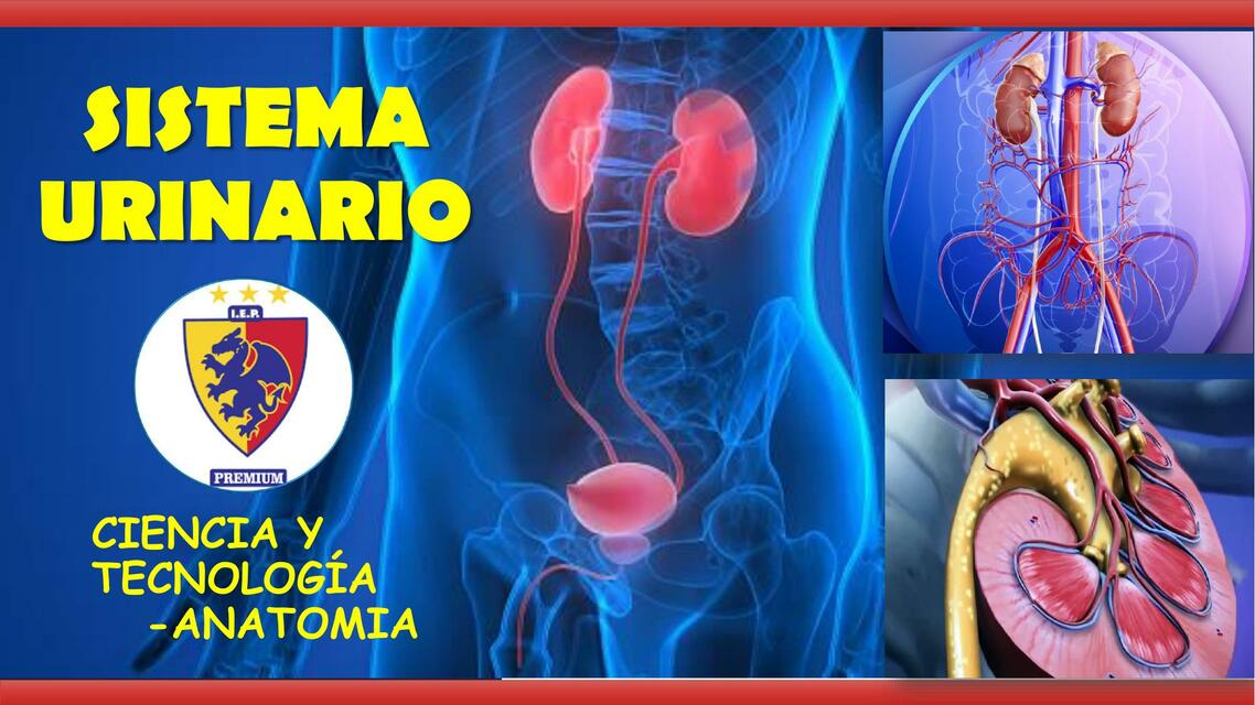 Sistema Urinario | Jessel Estefany | uDocz