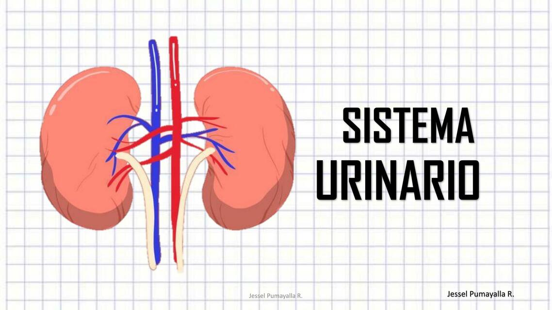 Sistema Urinario | Jessel Estefany | uDocz