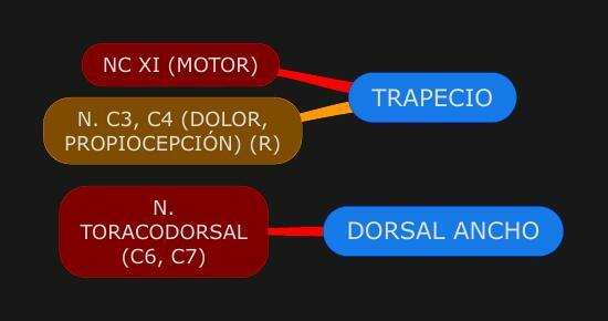 Inervación trapecio y dorsal ancho | uDocz