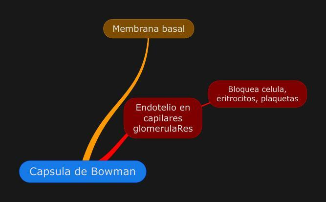 Capsula de Bowman | uDocz