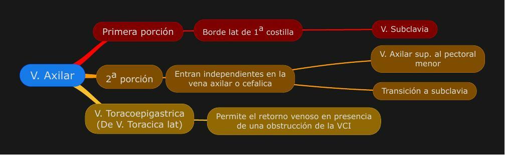 Vena Axilar | uDocz Vena Axilar | uDocz