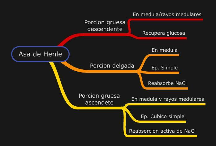 Asa de Henle | uDocz