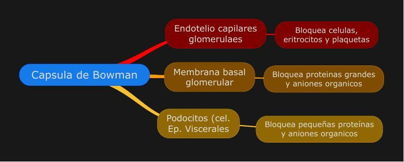 Cápsula de Bowman | uDocz