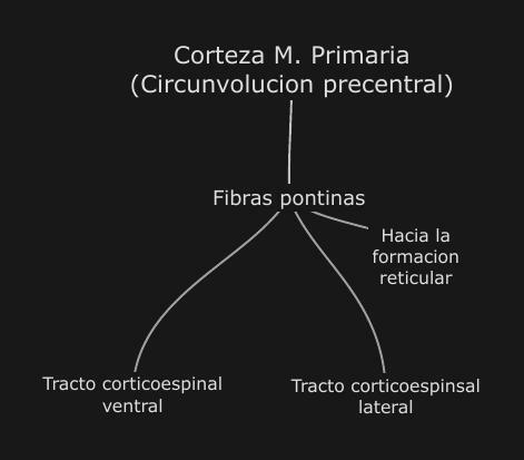 Corteza M. Primaria (Circunvolución precentral) | uDocz