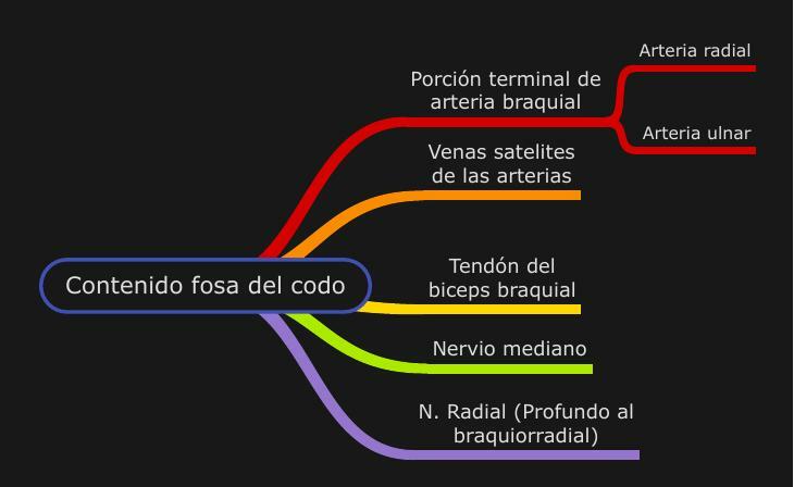 Contenido fosa del codo | uDocz