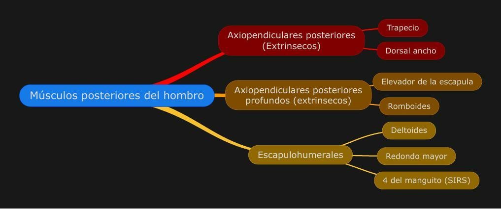 Músculos posteriores del hombro | uDocz