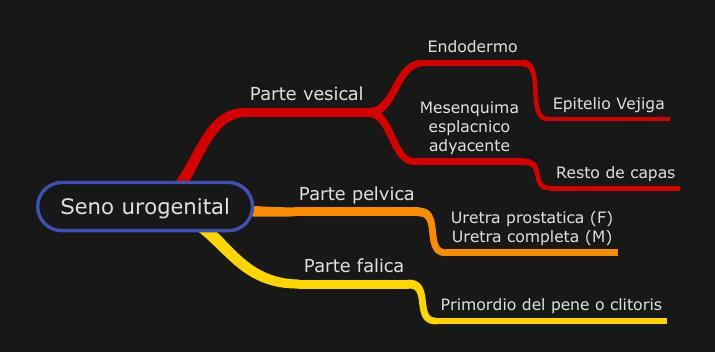 Seno urogenital | uDocz